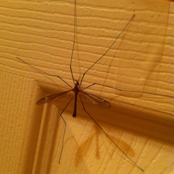 Mosquito (Male) | Project Noah