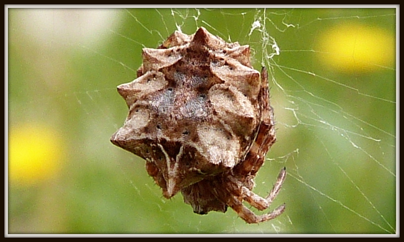 Star-bellied Orb Weaver Spider | Project Noah