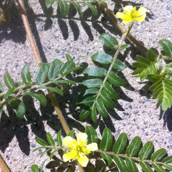 Puncture vine | Project Noah