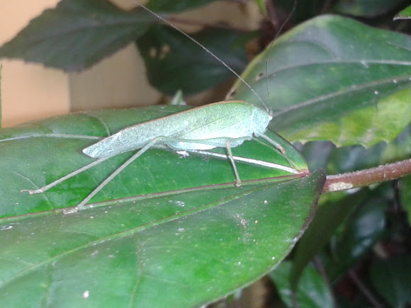 Angle-wing katydid | Project Noah
