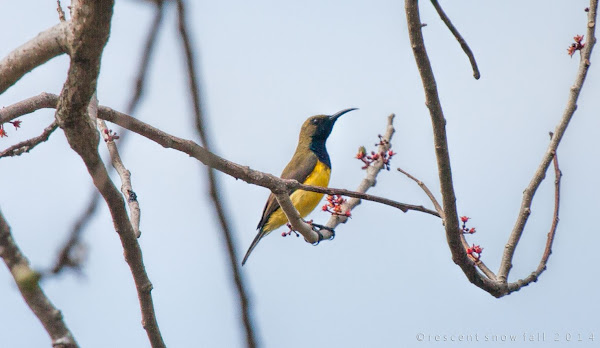 Olive Backed Sunbird (male) | Project Noah