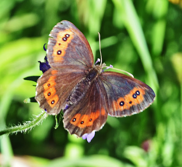 Scotch Argus | Project Noah