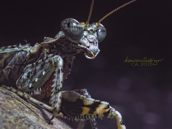The Bark Mantis | Project Noah