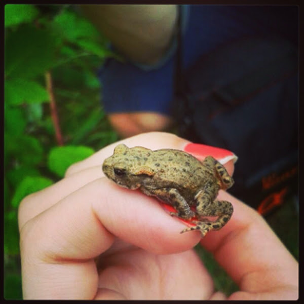 Common Toad | Project Noah