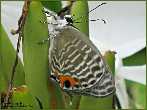 Metallic Cerulean Butterfly | Project Noah