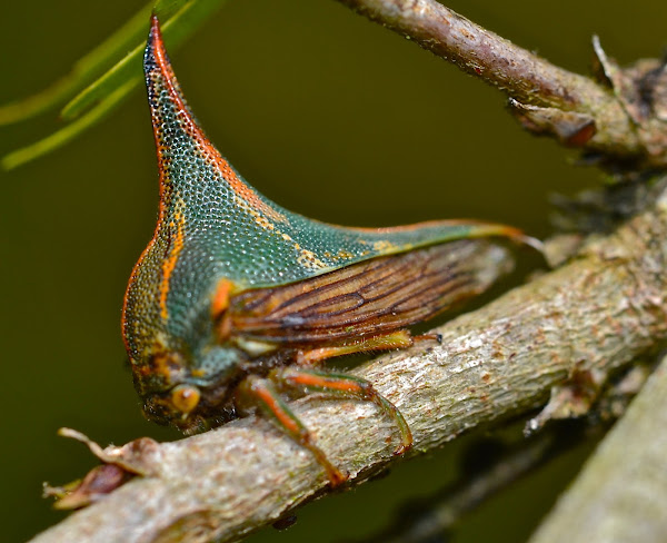 Thorn Treehopper | Project Noah