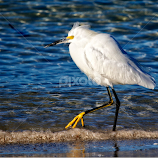 Photo Contest: TRI-COLOR BIRDS ONLY | Pixoto