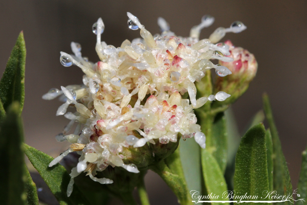 Mule Fat | Project Noah