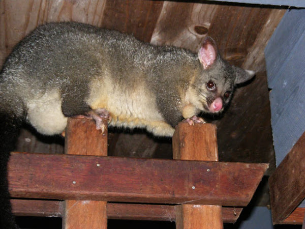 Common brushtail possum with pouch young | Project Noah