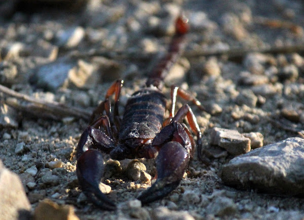 Red Scorpion | Project Noah