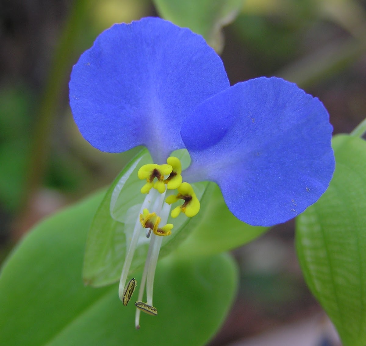 Asiatic dayflower | Project Noah