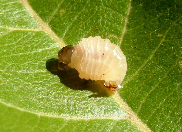Paper wasp larva | Project Noah