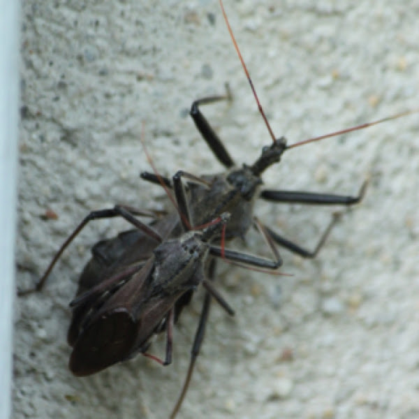 Wheel Bug | Project Noah