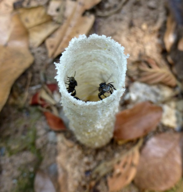 Stingless Bees | Project Noah