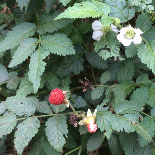 West Indian Raspberry | Project Noah