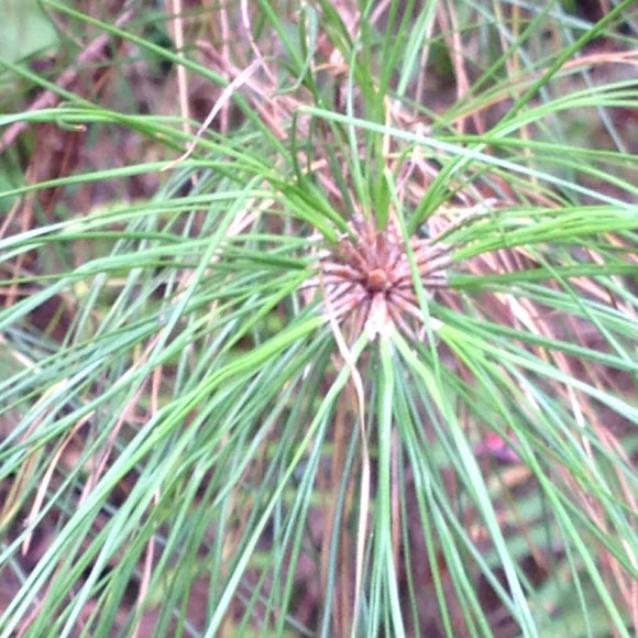 Spotting | Project Noah