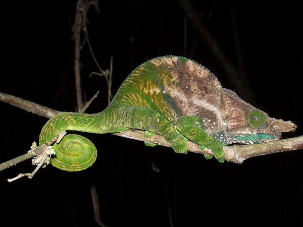 Parson's chameleon | Project Noah