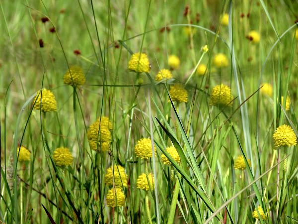 Yellow milkwort | Project Noah