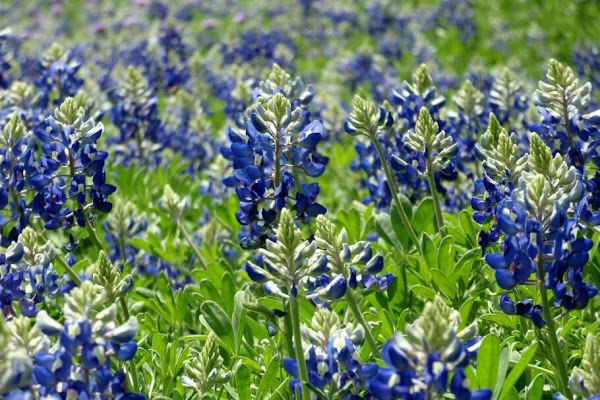 Bluebonnets | Project Noah