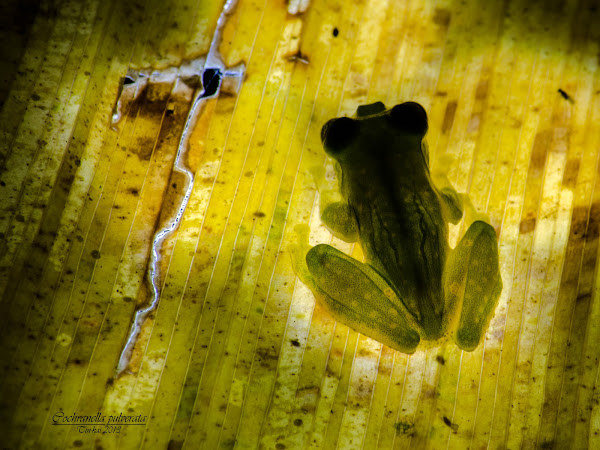 Powdered Glass Frog | Project Noah