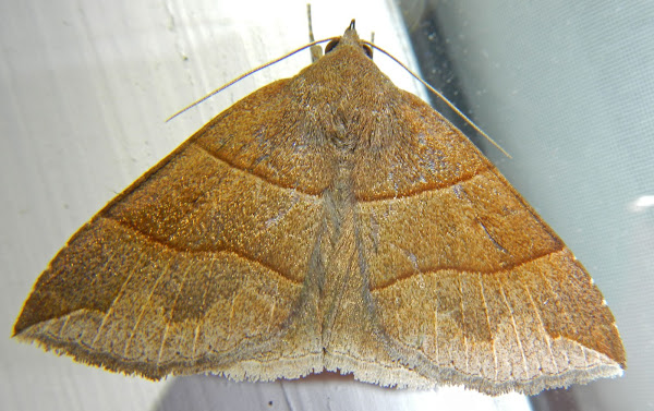 Early Fan Foot Moth | Project Noah