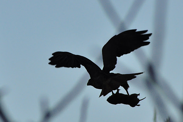Red-tailed Hawk and Pocket Gopher | Project Noah