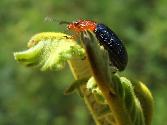 the Dotted-head Acacia Beetle | Project Noah