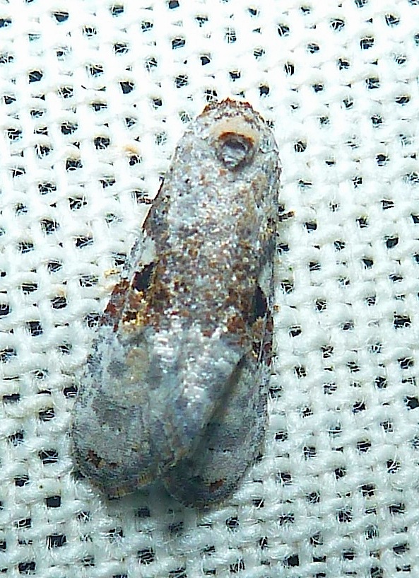 Bird Dropping Moth No. 1 | Project Noah