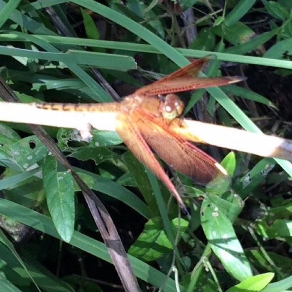 Dragon fly | Project Noah