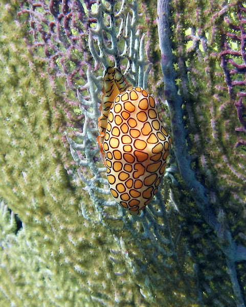 Flamingo Tongue Snail | Project Noah
