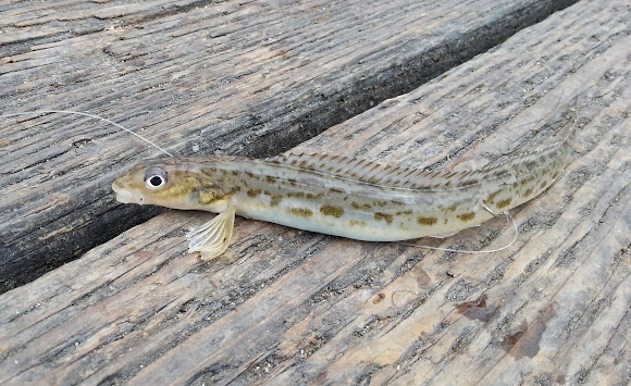 Pacific Snake Prickleback | Project Noah