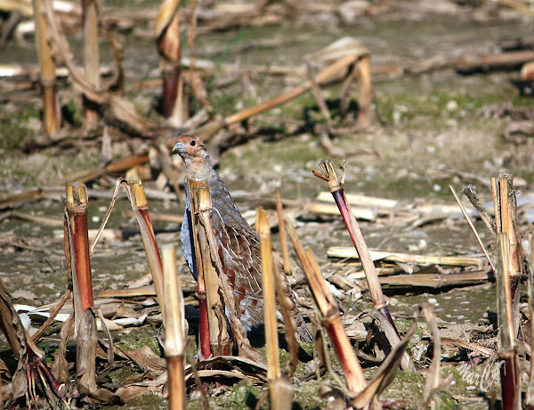 Grey Partridge - Koroptev polní | Project Noah