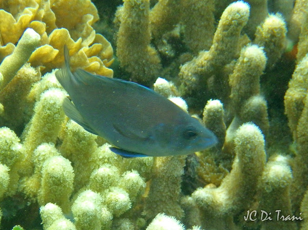 Blue Hamlet | Project Noah