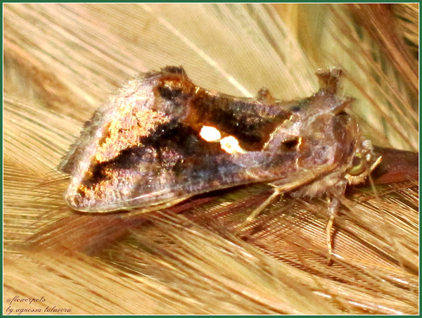 Green Garden Looper Moth | Project Noah