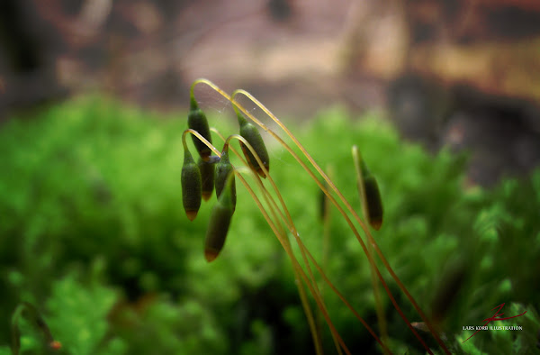 Bryopsida Moss calyptras | Project Noah