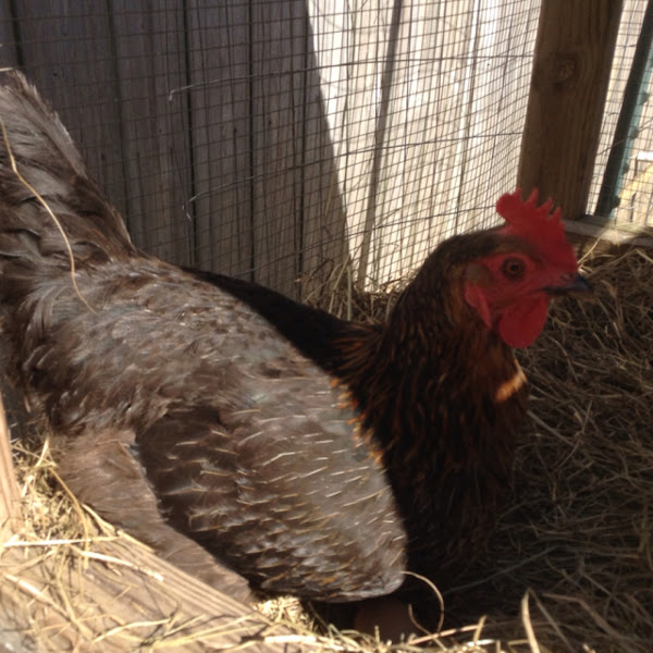 Black sex link chickens | Project Noah