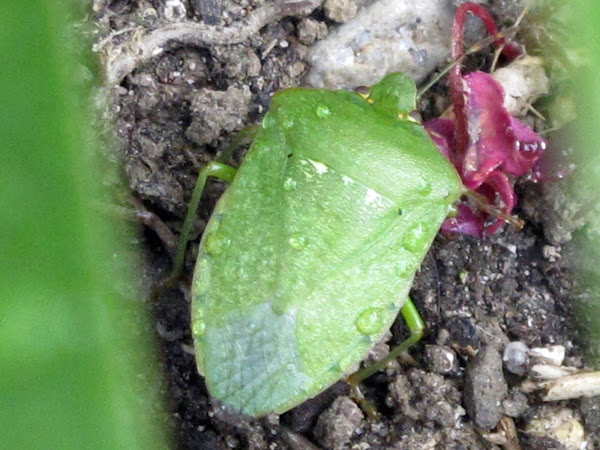 Green vegetable bug | Project Noah