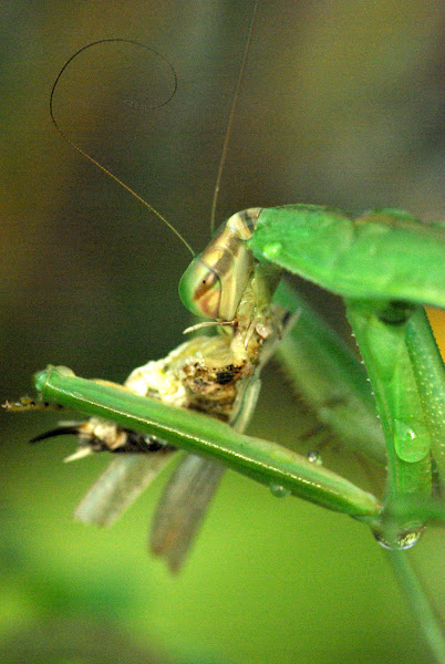 California Mantis | Project Noah