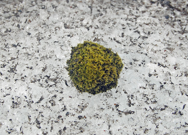 Glacier mice | Project Noah