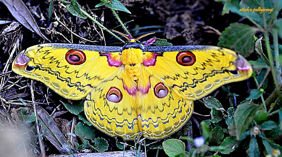 Golden emperor moth | Project Noah