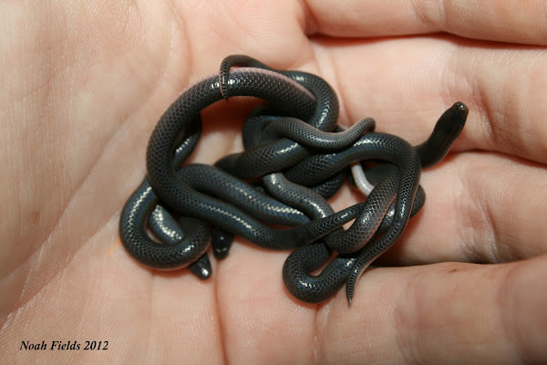 Midwestern Worm Snake | Project Noah