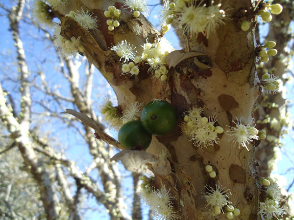Brazilian Grape Tree - Jabuticaba | Project Noah