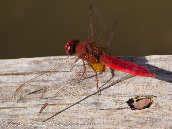 Broad Scarlet | Project Noah