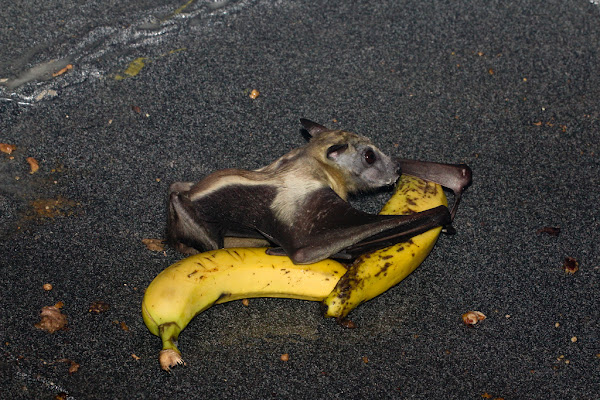 Egyptian Fruit Bat | Project Noah