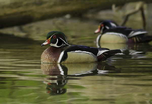Wood Duck | Project Noah