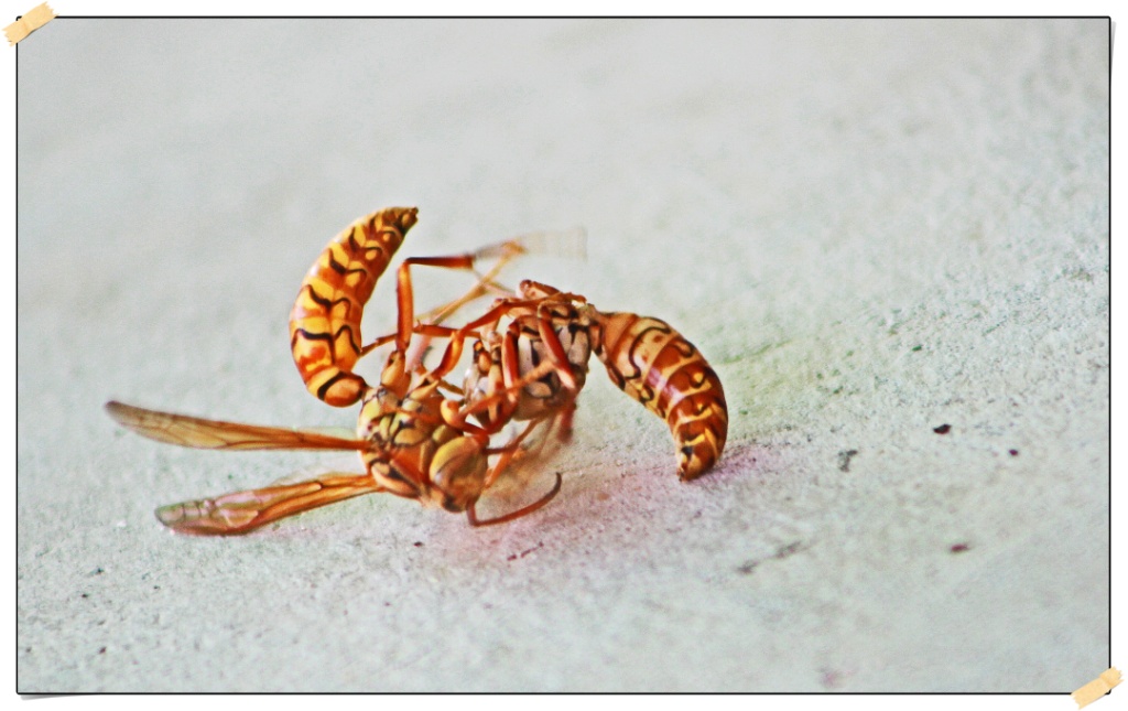 Golden paper wasp | Project Noah