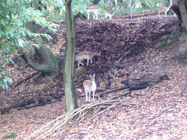 Fallow Deer | Project Noah