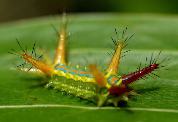 Wattle Cup Moth Caterpillar | Project Noah