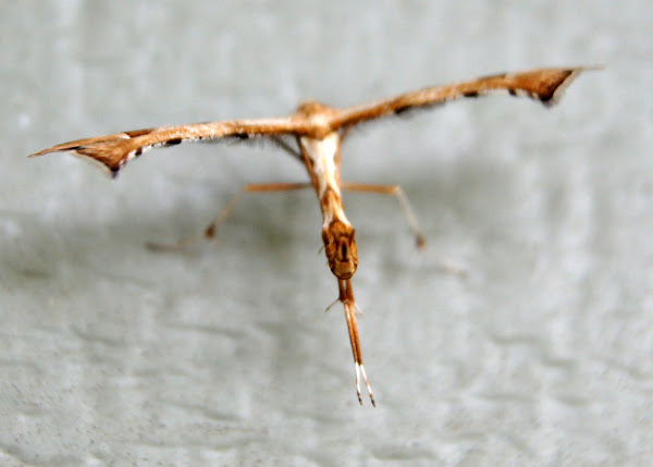 Rose Plume Moth | Project Noah