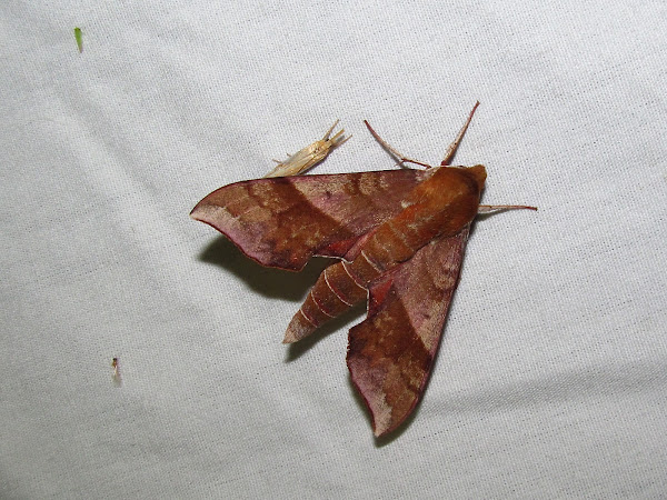 Azalea Sphinx | Project Noah